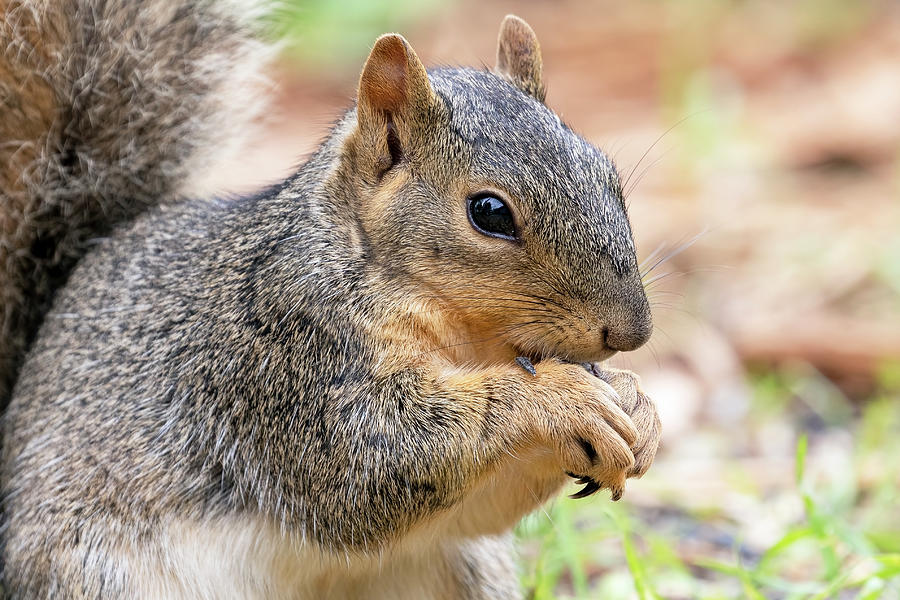 Eastern Gray Squirrel 1 Photograph by Randy Rambo - Fine Art America