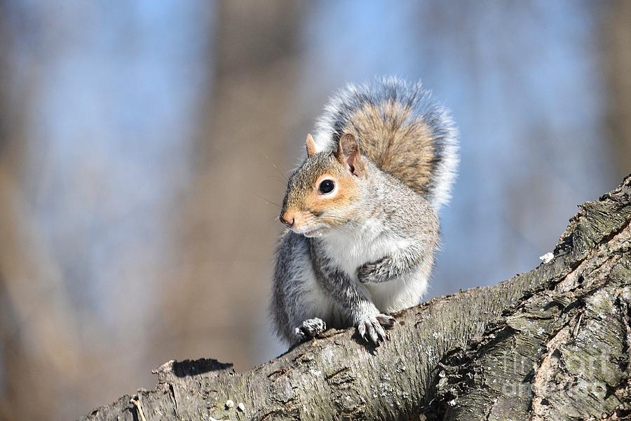 Eastern Gray Squirrel Photograph by Denver Halteman - Fine Art America