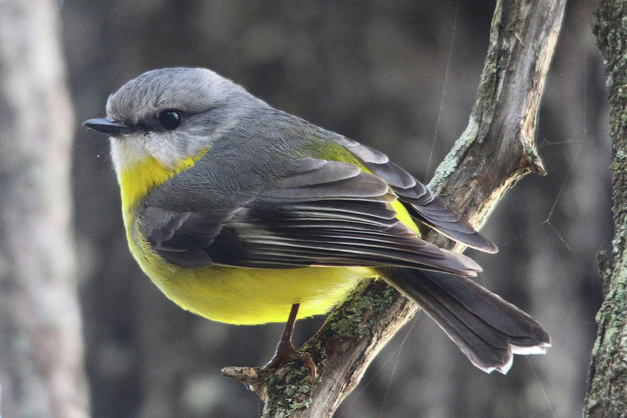 Eastern Yellow Robin Photograph by Steve Decker - Fine Art America