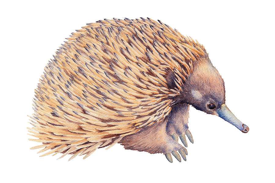 Echidna - Australian animal Painting by Zoya Makarova - Pixels