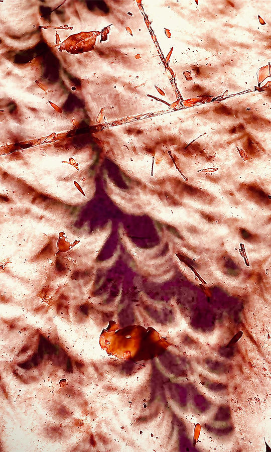 Eclipse Tree Shadow Photograph by David Cullen - Fine Art America