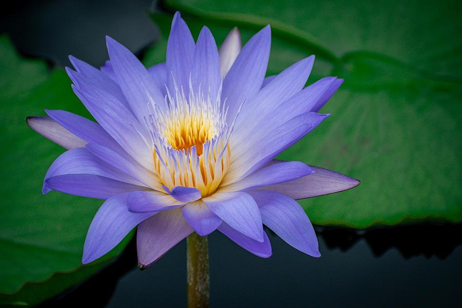 Elegant Water Lily Photograph By Sally Simpson Fine Art America