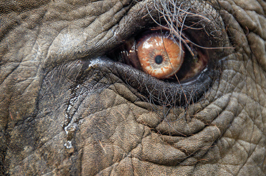 Elephant tear Photograph by Alfredo Garza - Fine Art America