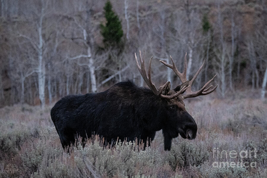 Elk Antlers Photograph by Gordy Lindgren Photo - Fine Art America