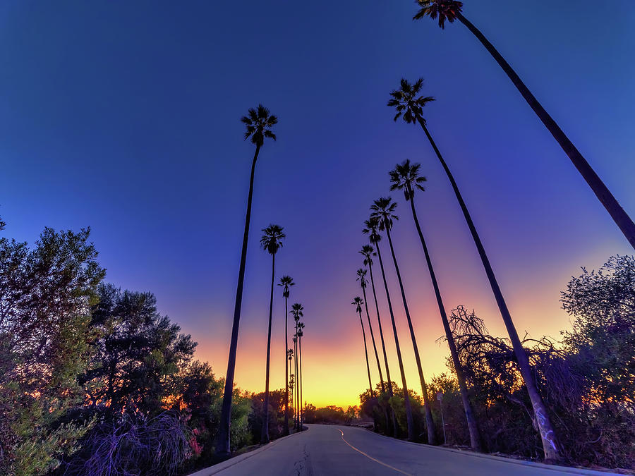 Elysian Palms Photograph By Mceyepher Visuals Fine Art America