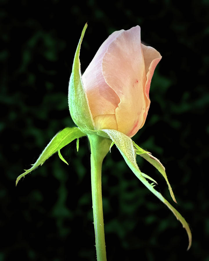 Emerging White Rose Photograph by Daniel Beard - Fine Art America