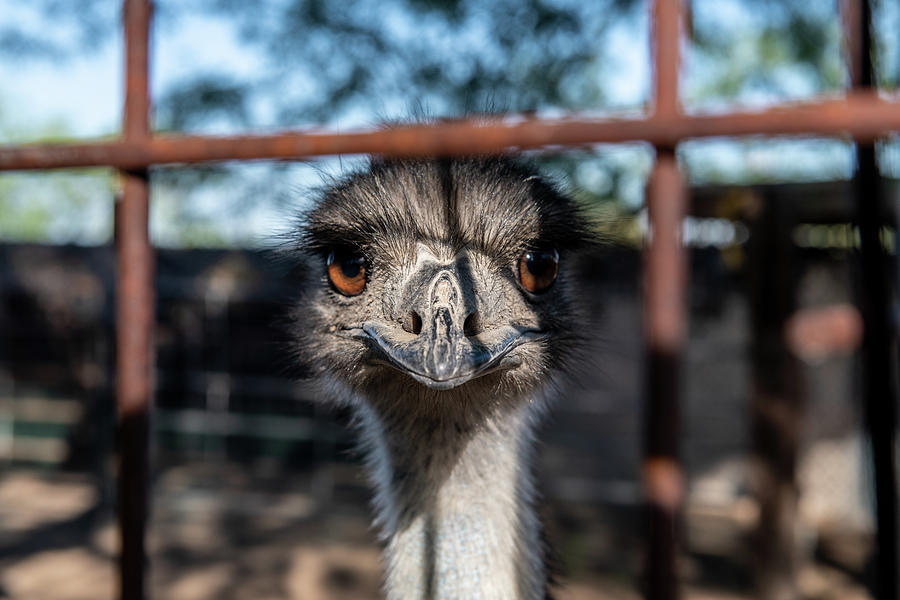 Emu Who Photograph by Clif Clark - Fine Art America