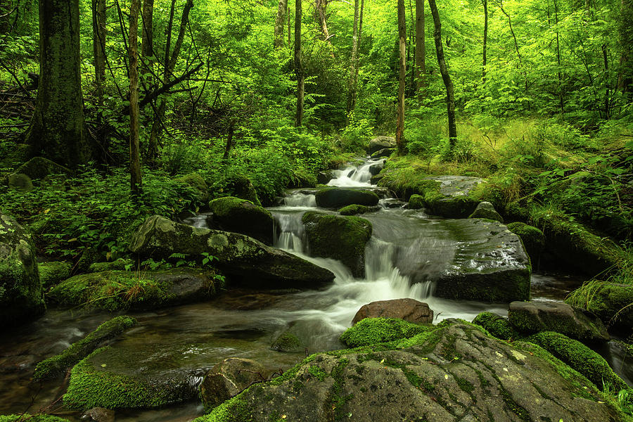 Enchanted Forest Photograph by Carol Mellema - Fine Art America