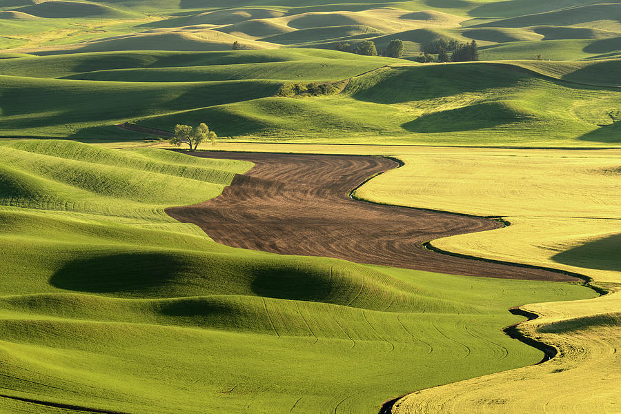 Endless Fields Photograph by David Soderlund - Fine Art America
