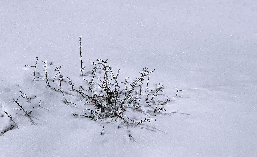 Endurance Photograph by David Engstrom - Fine Art America