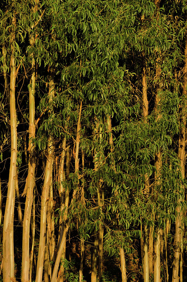 Eucalyptus Trees Background Photograph by Angelo DeVal - Fine Art America