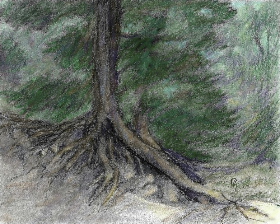 Evergreen Tree Roots Colorized Mixed Media by David King Studio | Pixels