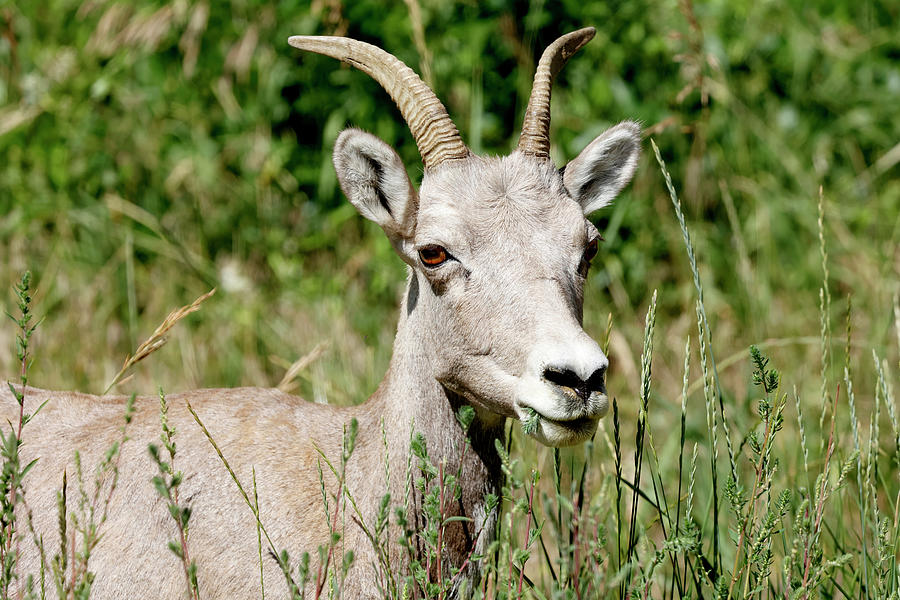Ewe Photoshoot Photograph by Athena Mckinzie - Fine Art America