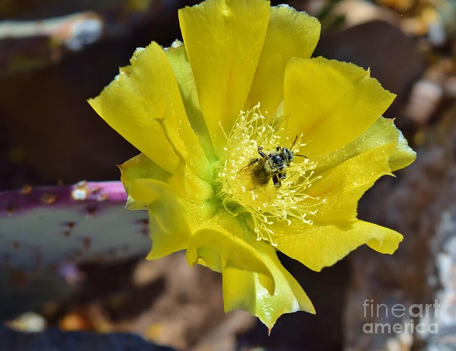 Excuse My Bee-havior Photograph by Janet Marie - Fine Art America