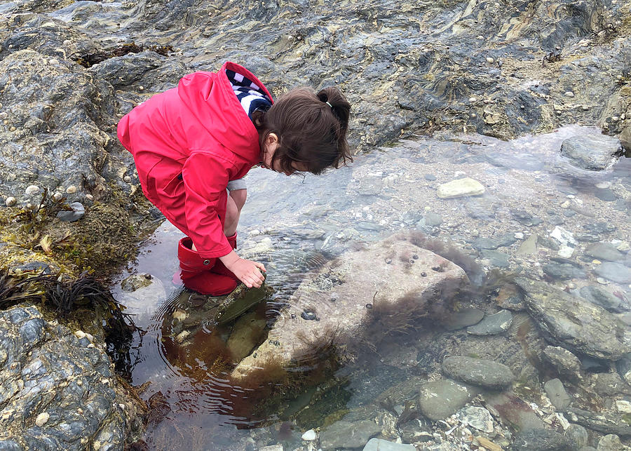 Exploring the Rockpool Photograph by Sarah Dexter - Fine Art America