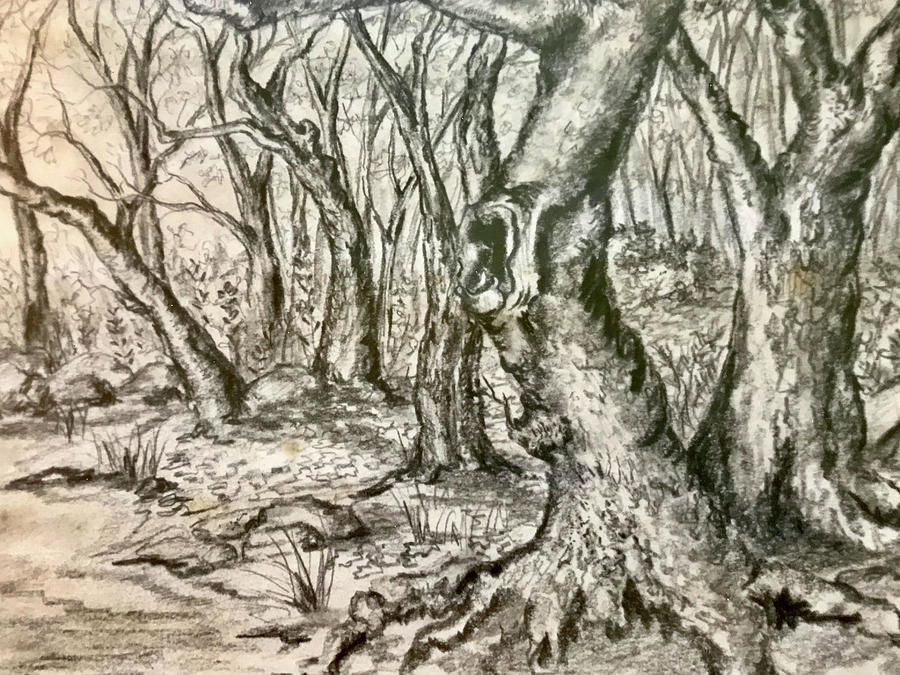 Expressive Trees Drawing by Veronica Benes - Fine Art America