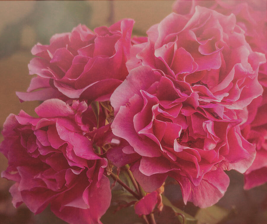 Fading Memory Photograph by Bette Devine - Fine Art America