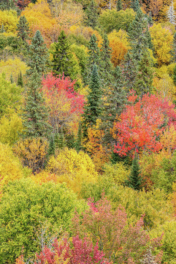 Fall Colors in the Forest Photograph by Pierre Leclerc Photography ...