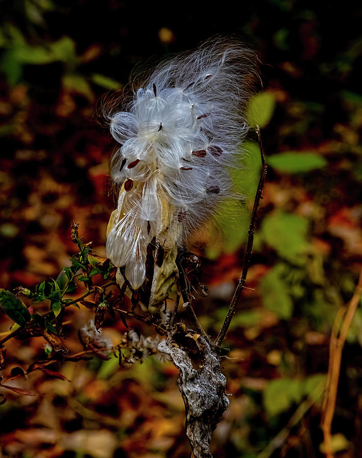 Fall Foliage - Exploding Seed Pod Photograph by Robert Ullmann - Fine ...