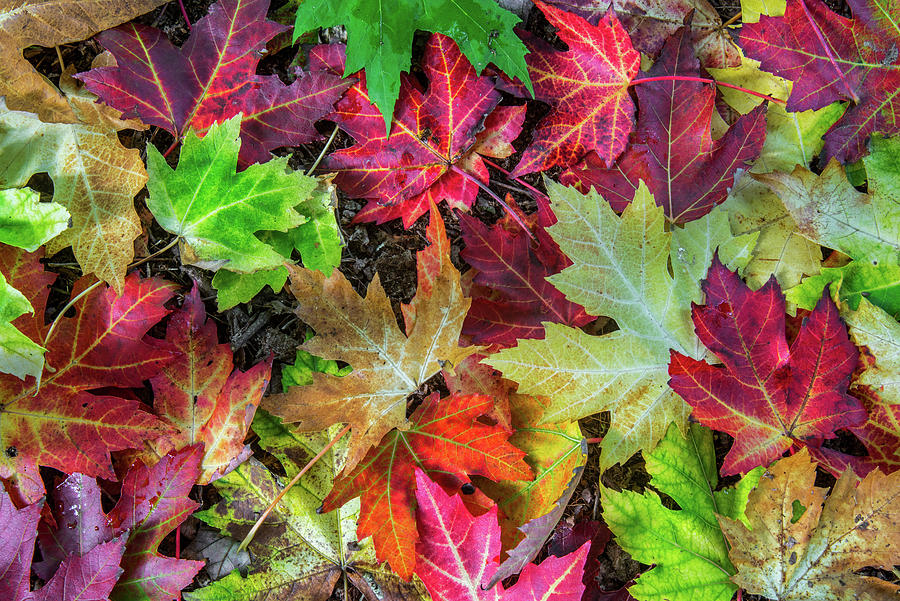 Fall Leaves Photograph by Arterra Picture Library - Fine Art America