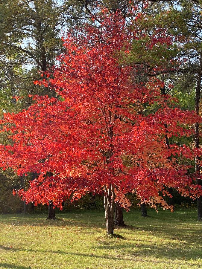Fall Maple Photograph by CAO Enterprises - Fine Art America
