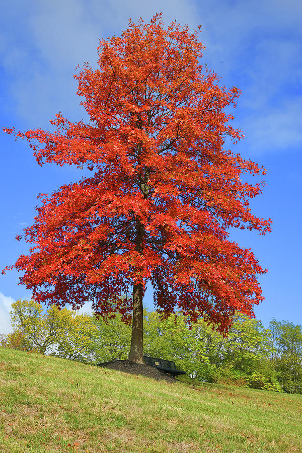 Fall Maple Tree Photograph by Robert Tubesing - Fine Art America