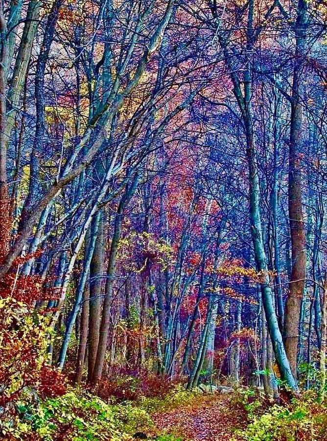 Fall Path Photograph by Thomas McGuire - Fine Art America