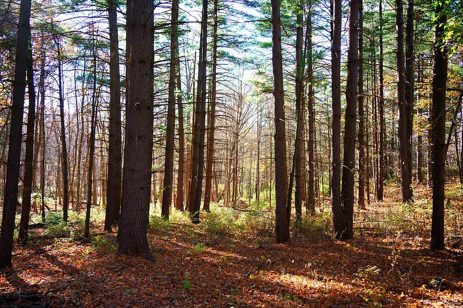 Fall Pine Trees Charleston Falls Preserve Photograph by Charles Wivell ...