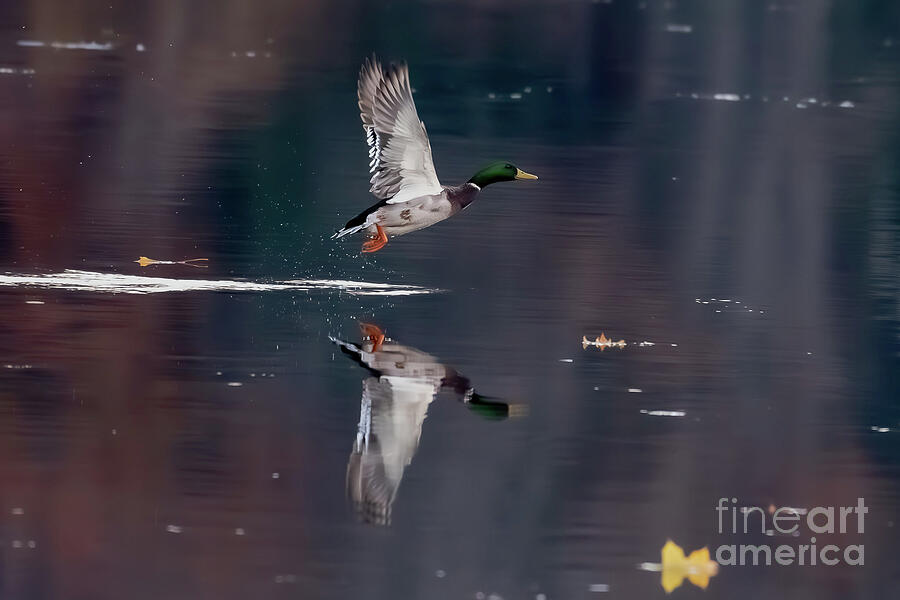 Fall Reflection Photograph by Joseph Lacroix - Fine Art America