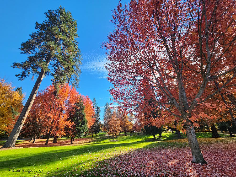 Fall Splendor Photograph by Melissa Yeargan - Fine Art America