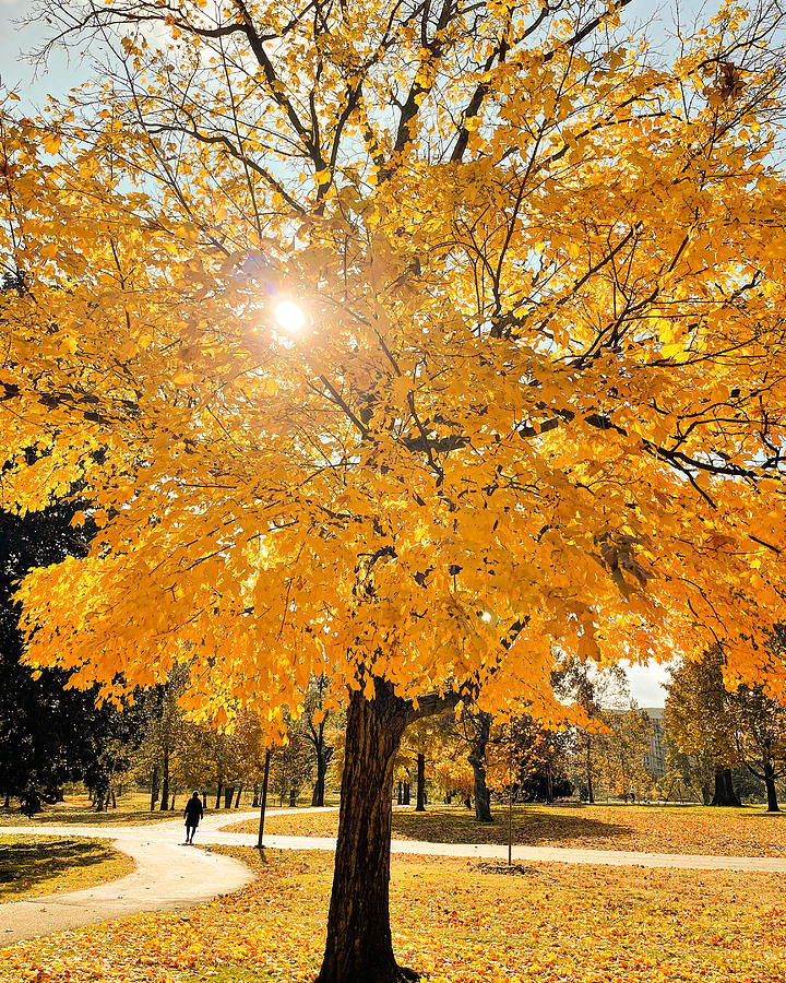 Fall Sun Photograph by AONE DaVinci - Fine Art America