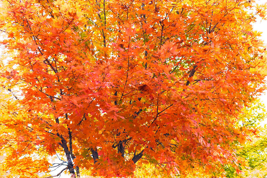 Fall Tree Explosion Photograph by Roberta Byram - Fine Art America