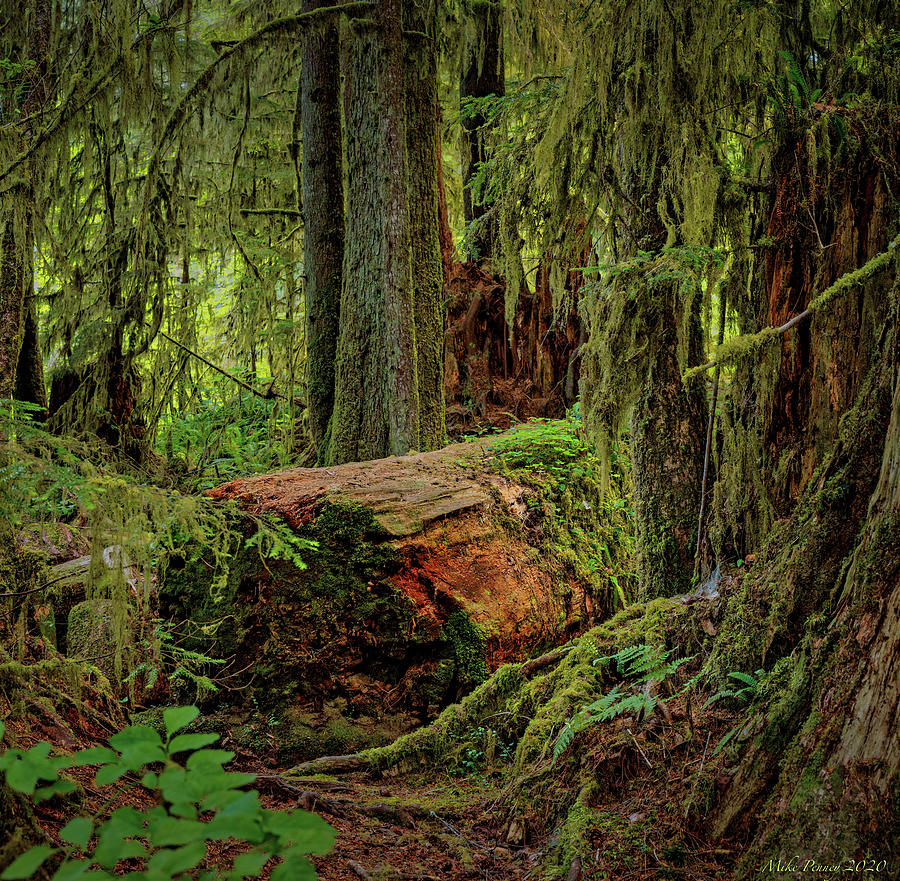 Fallen giant Photograph by Mike Penney | Fine Art America
