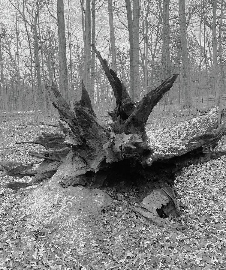 Fallen Log, Anderson, Indiana Photograph by Ben Compton - Fine Art America
