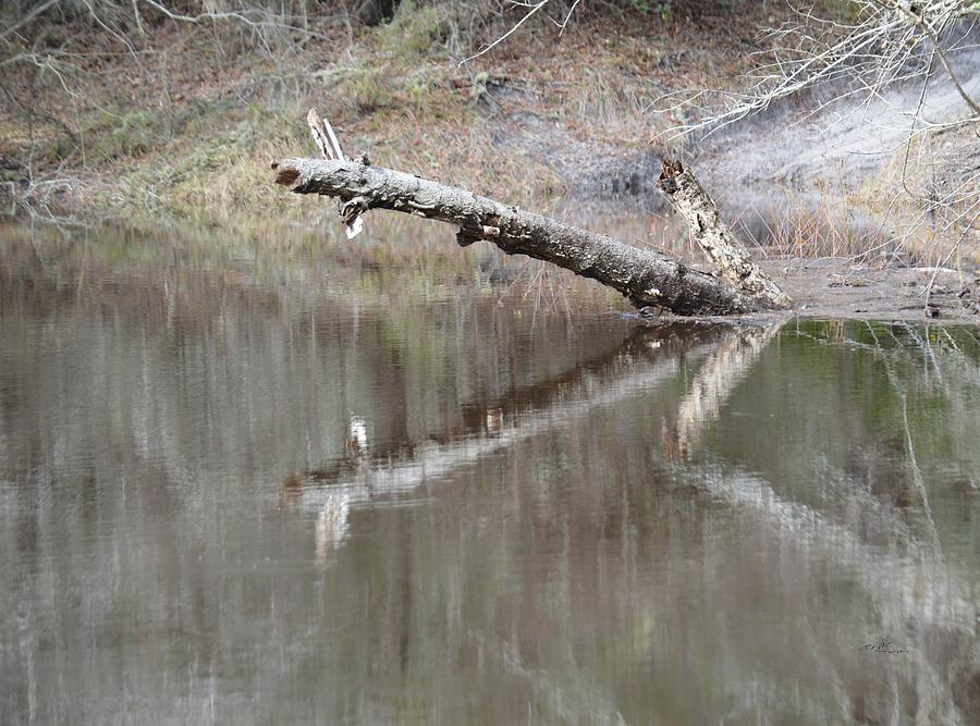 Fallen Tree Reflection Photograph by RD Erickson | Fine Art America