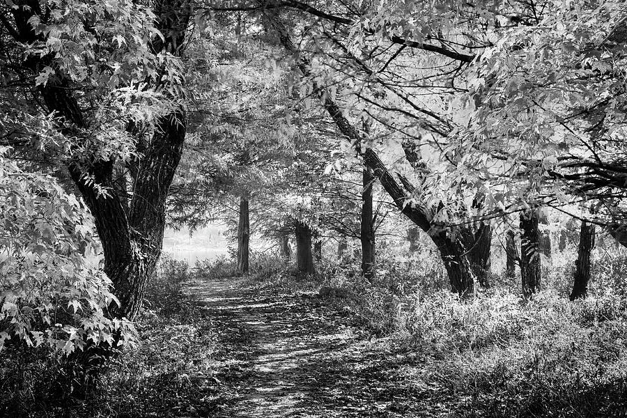 Falling for You in Autumn Black and White Photograph by Debra and Dave ...