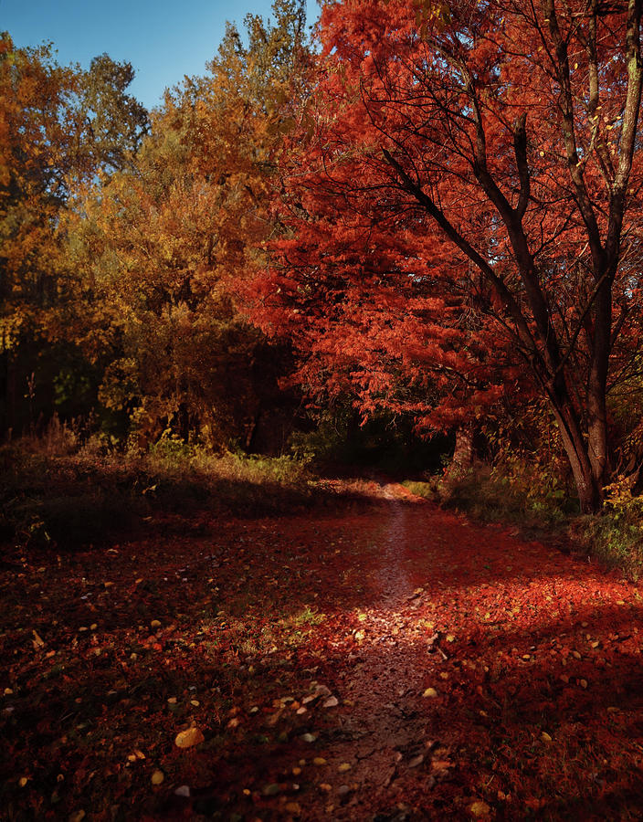 Falling in Love Photograph by Destiny Fisher - Fine Art America