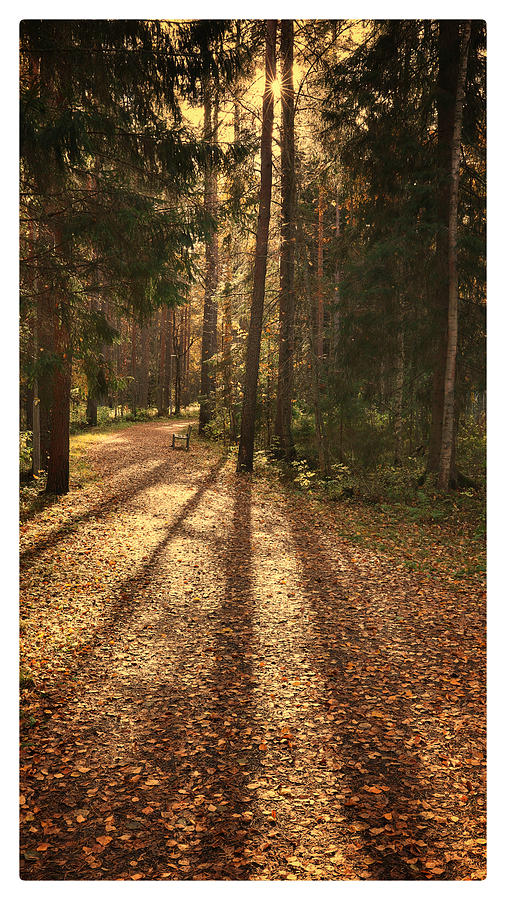 Falling light Photograph by Alexander Viazovtsev - Fine Art America