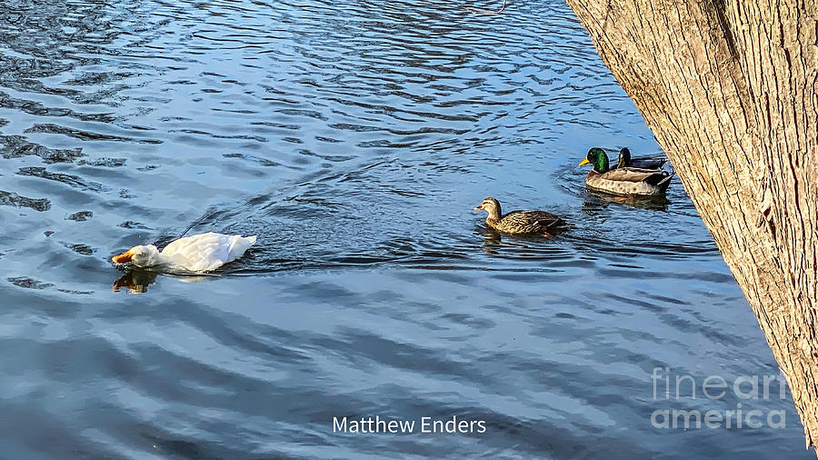 Family Photograph by Matthew Enders - Fine Art America