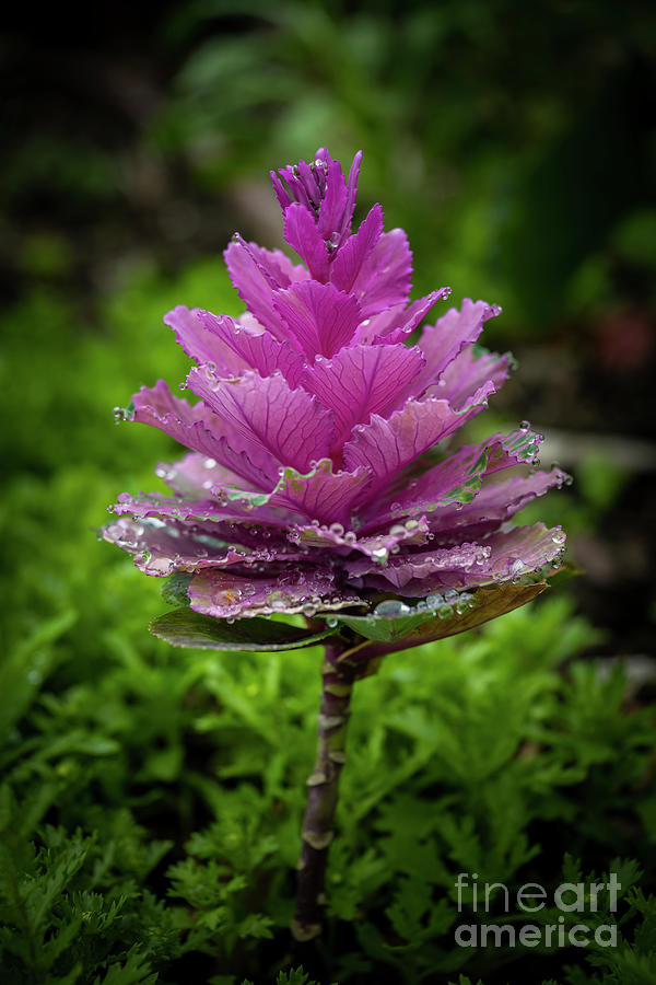 Fancy Cabbage Photograph by Peng Shi - Fine Art America