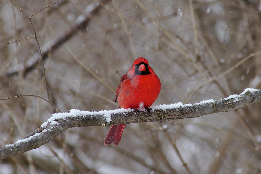 February Cardinal Photograph by Brad Chambers | Fine Art America