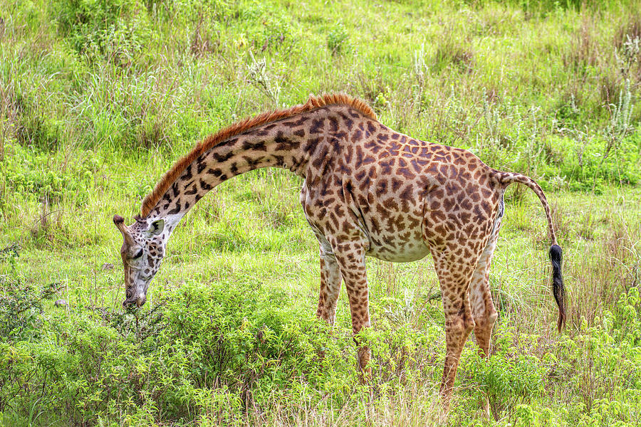 Feeding Giraffe Photograph by Wayne Simpson - Fine Art America