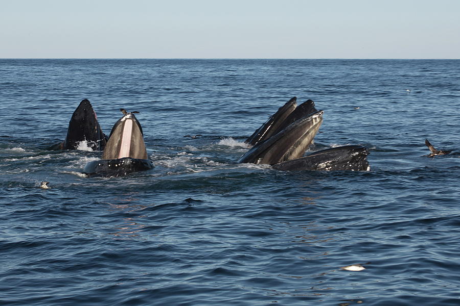 Feeding Pod of Humpback Whales Photograph by William O'Connell | Pixels