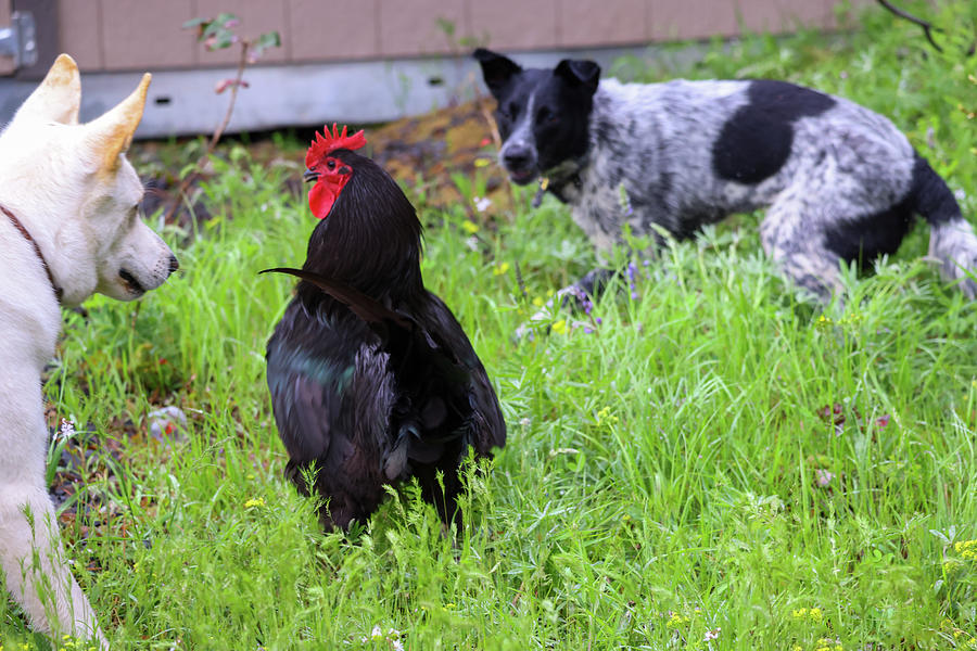 Feisty rooster Photograph by Jeff Swan - Pixels