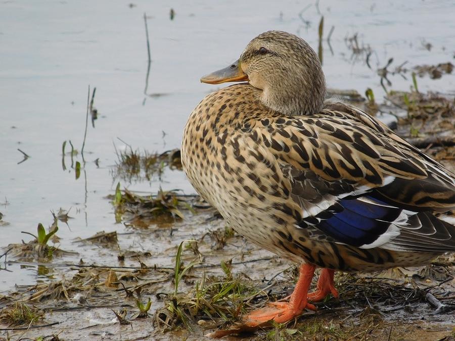 Female Mallard Duck Photograph by Tracy Hurlston - Fine Art America