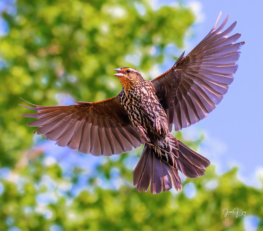 Female red-winged blackbird in flight Photograph by James Brey - Fine ...