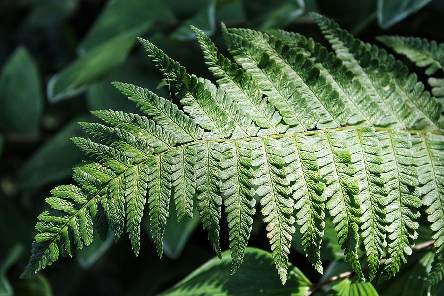 Fern Frond Lesson Photograph by Gregory A Mitchell Photography - Fine ...