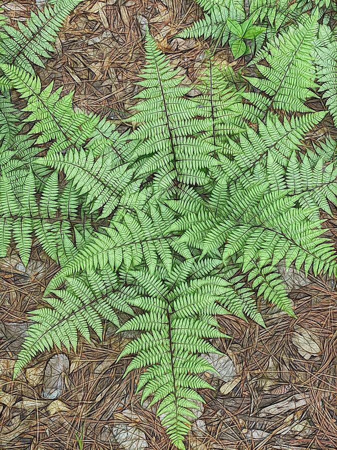 Ferns 2 Photograph by Tom Reynen - Fine Art America