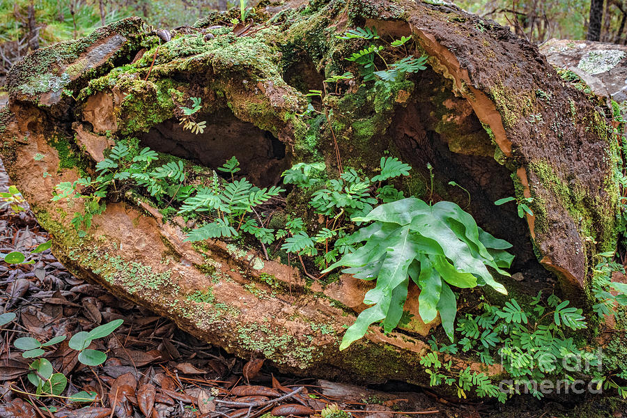 Ferns In Rock Photograph by Patrick Lynch - Fine Art America