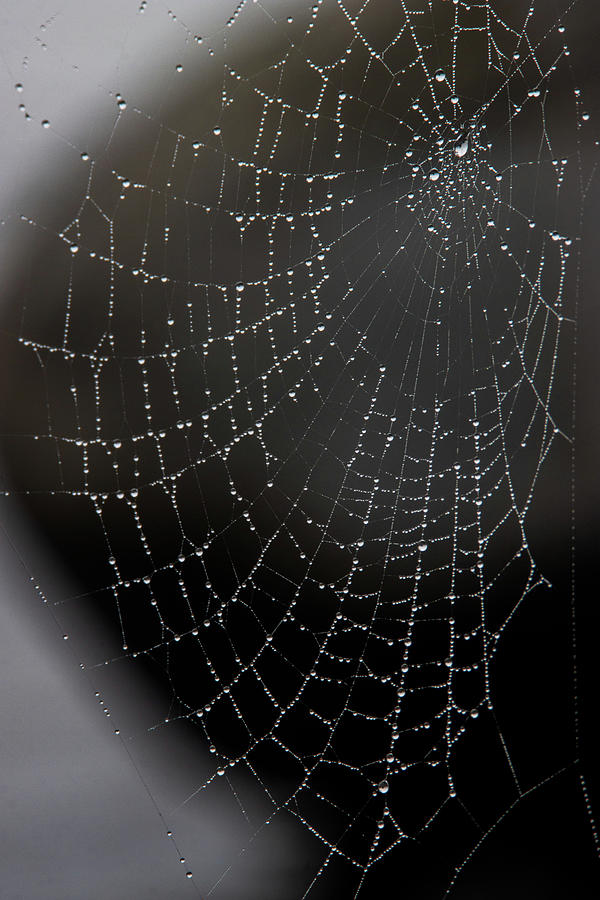 Fibonacci Sequence Spiderweb Photograph by Jennifer Egan | Pixels